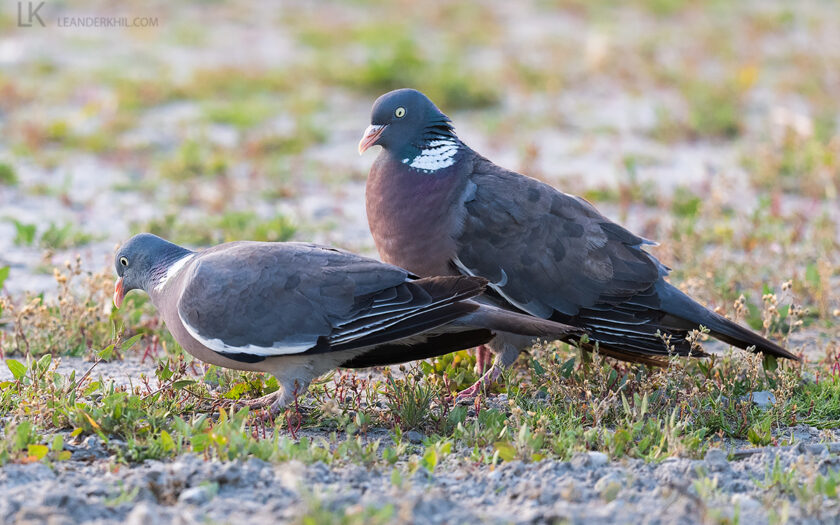 notebook – Leander Khil's not so orderly blog on noteworthy bird ...